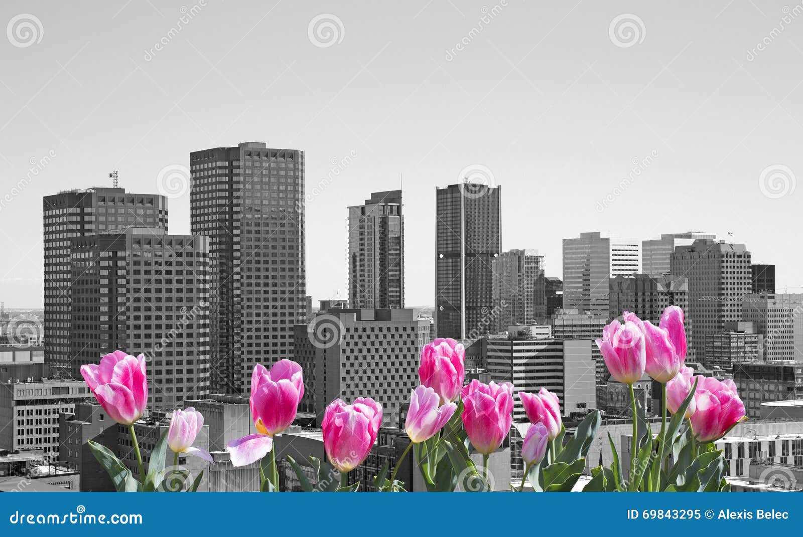 Spring in Montreal stock image. Image of panorama, skyscraper - 69843295