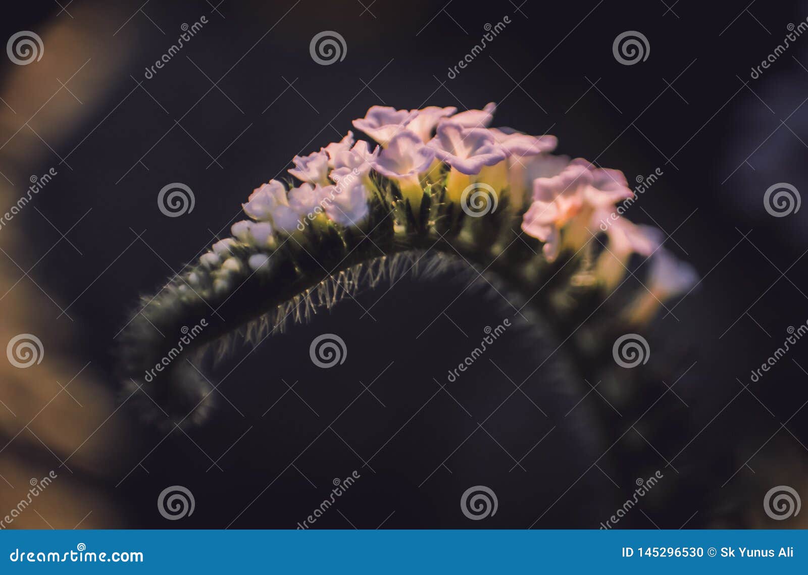 Spring is moody stock photo. Image of moody, wallpapers - 145296530