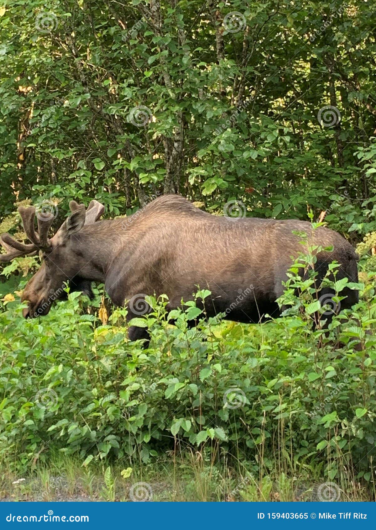 Spring moose in Alaska stock image. Image of food, alaska - 159403665