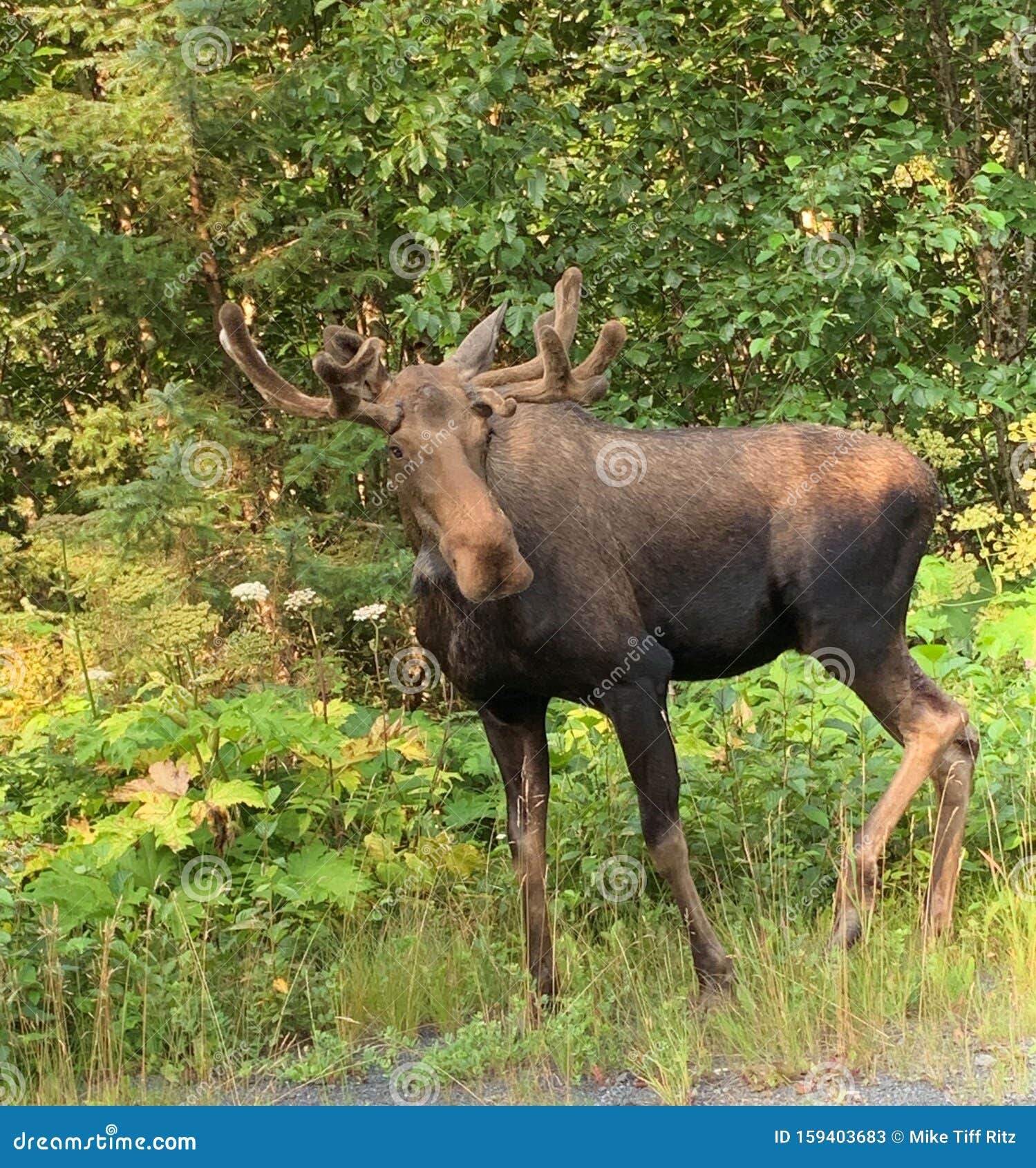 Spring moose in Alaska stock image. Image of alaska - 159403683