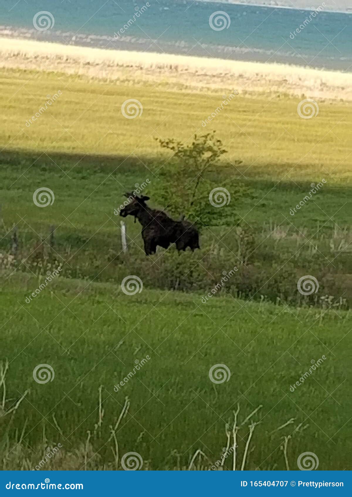 Spring moose stock image. Image of wildlife, bull, moose - 165404707