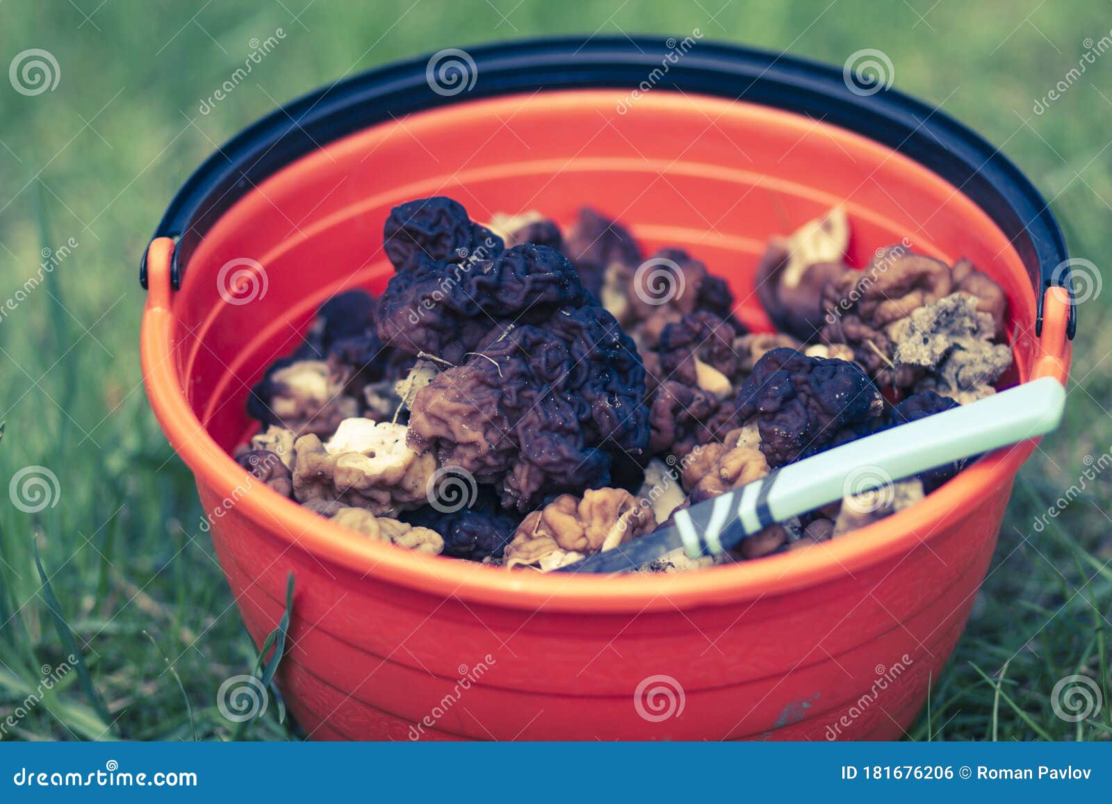 Spring Morel Mushrooms on the Green Lawn Stock Photo - Image of dinner ...
