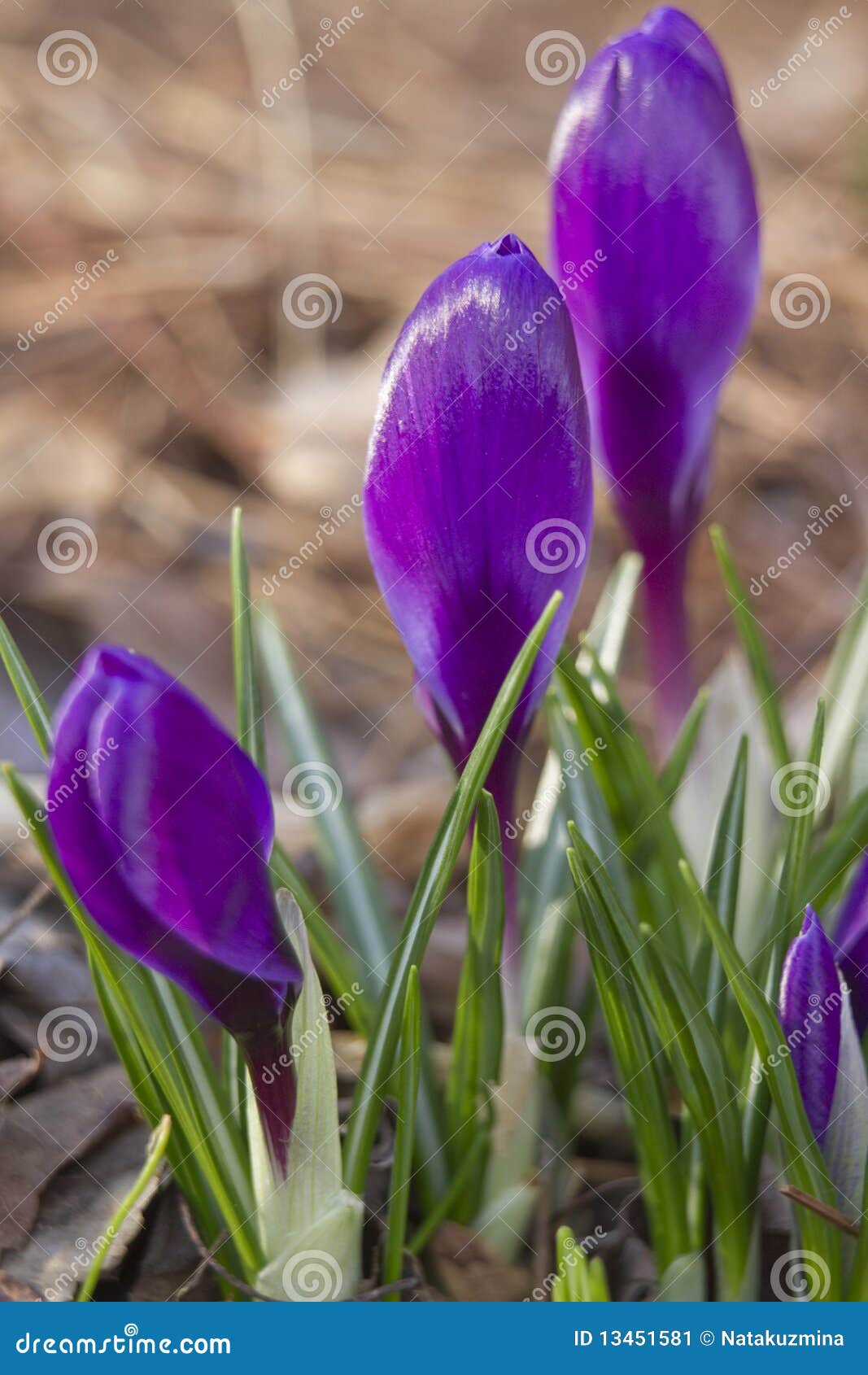 A spring morning stock image. Image of flowering, morning - 13451581