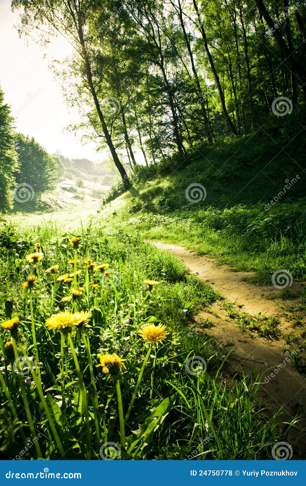 Spring morning stock photo. Image of fresh, ecology, meadow - 24750778