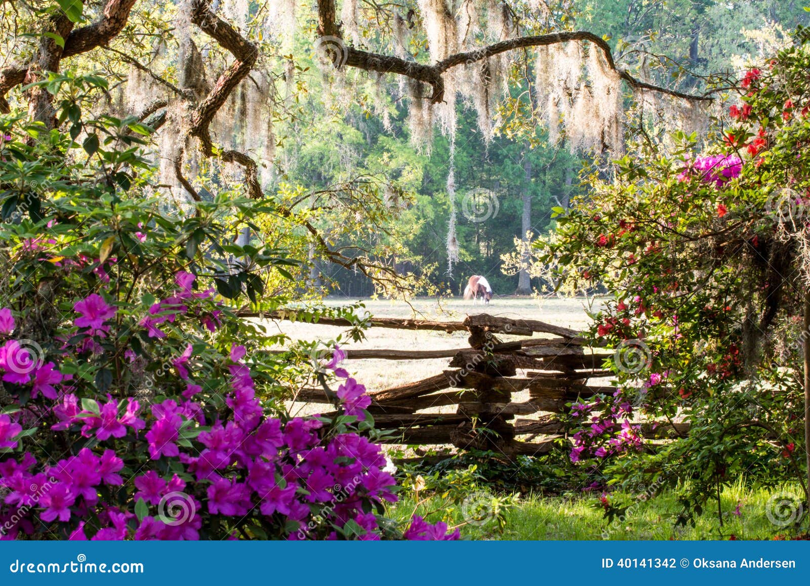 Spring morning stock photo. Image of pony, peaceful, framed - 40141342