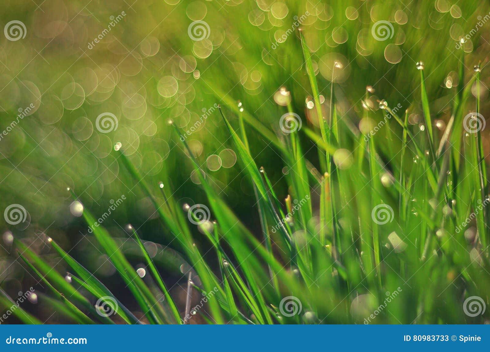 Spring Morning Dew on the Grass Stock Image - Image of background ...