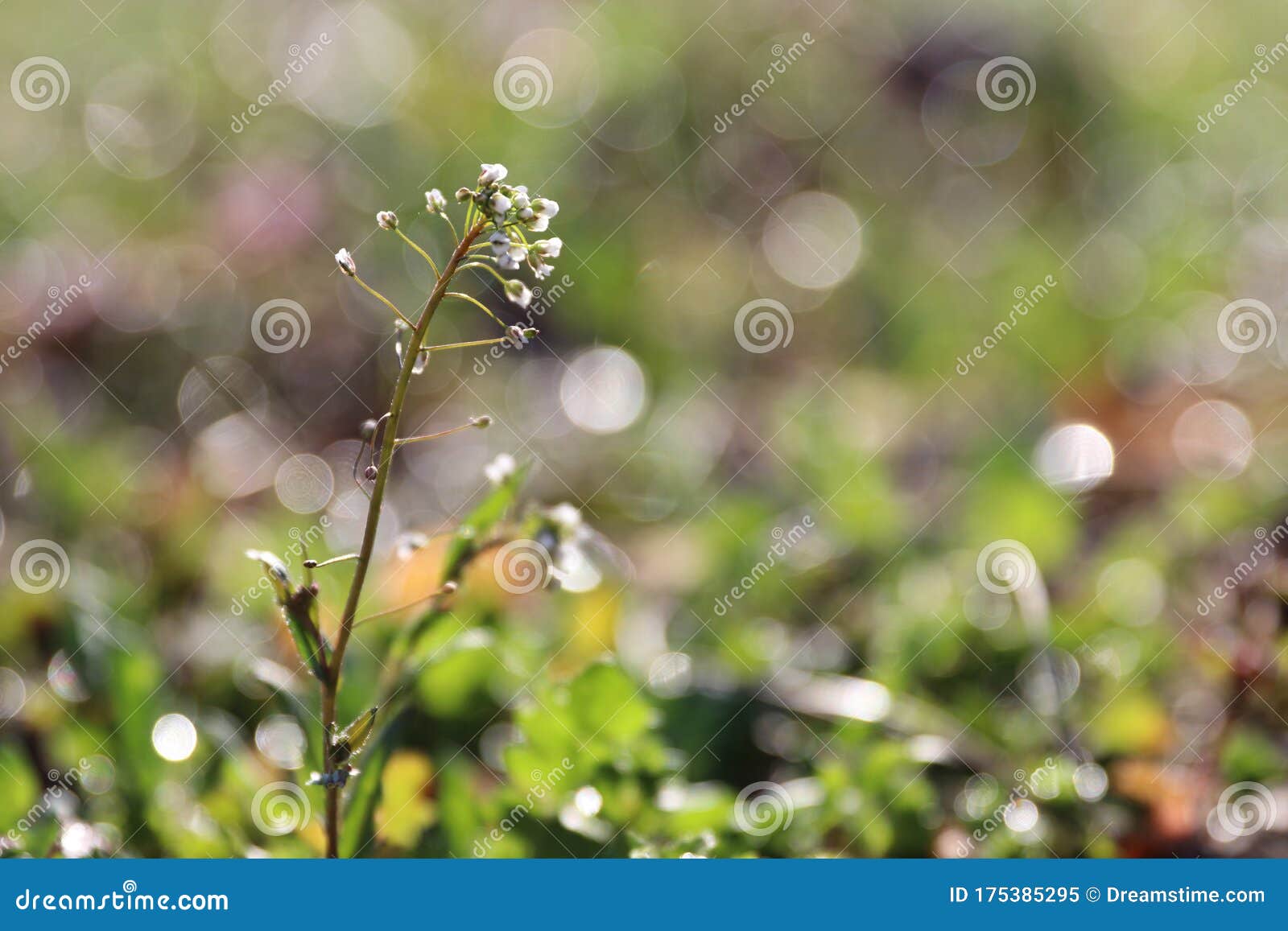 Spring in the Morning Dew, Nature Wakes Up Stock Image - Image of ...