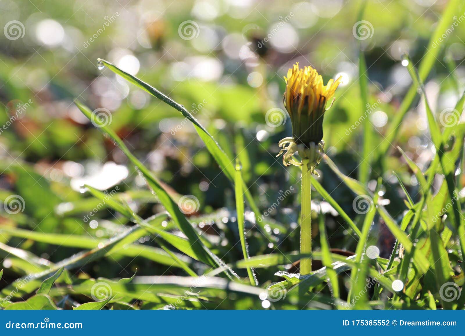 Spring in the Morning Dew, Nature Wakes Up Stock Photo - Image of ...