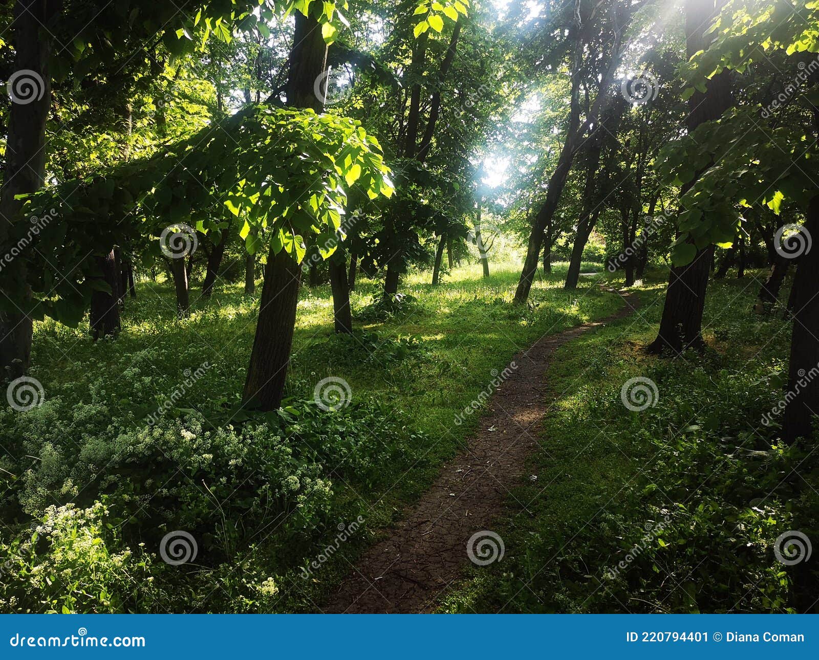 Spring Morning in the Forest Stock Image - Image of trail, sunlight ...