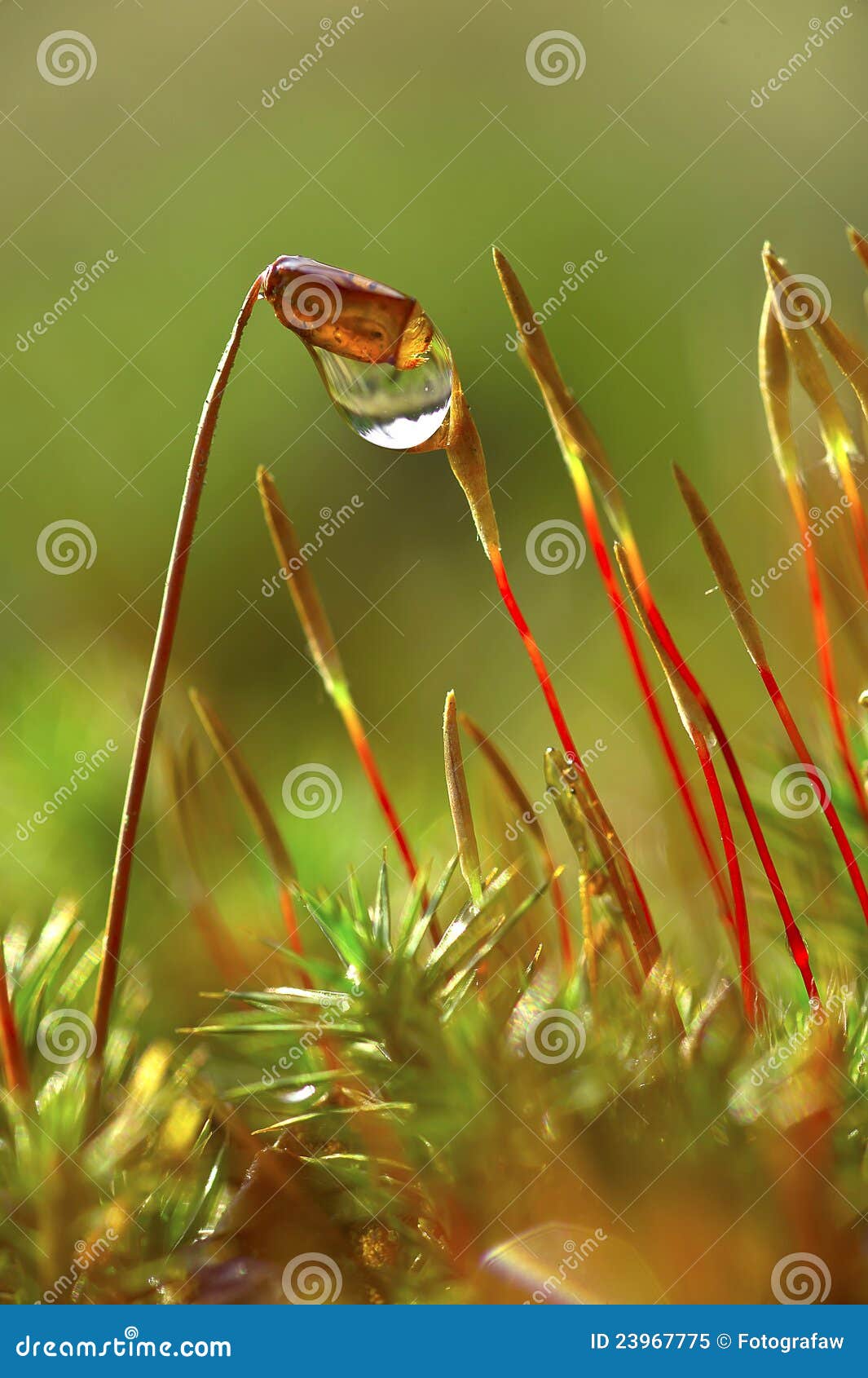 Spring moss stock image. Image of awakening, moss, abstraction - 23967775
