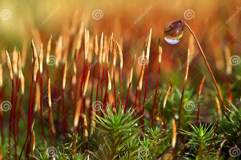Spring moss stock photo. Image of moss, abstraction, back - 23967776
