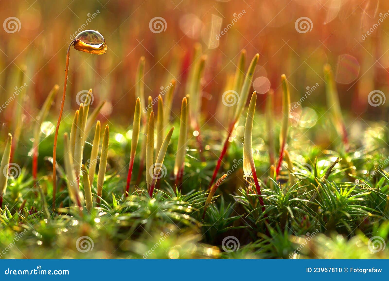 Spring moss stock photo. Image of awakening, life, morning - 23967810