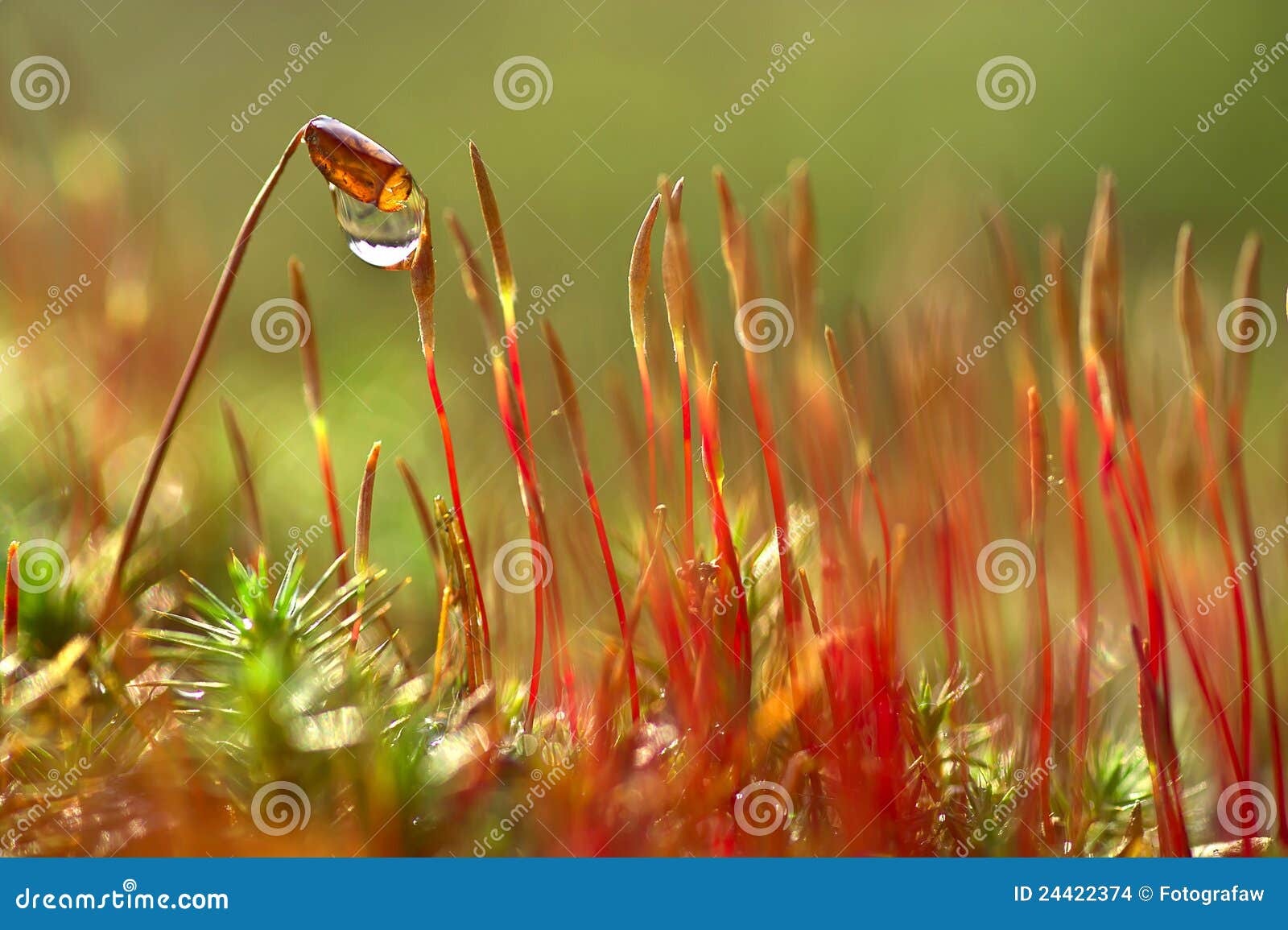Spring moss stock photo. Image of growth, dream, bloom - 24422374