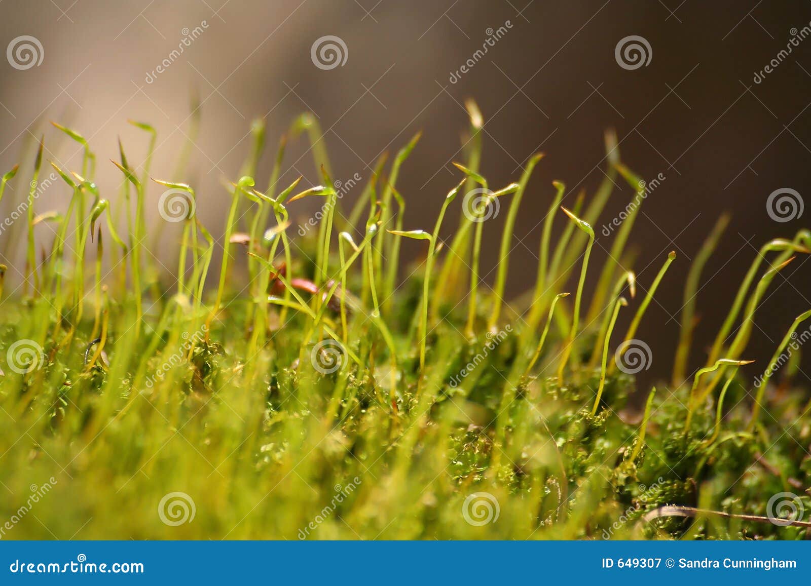 Spring moss stock image. Image of moss, sphagnum, green - 649307