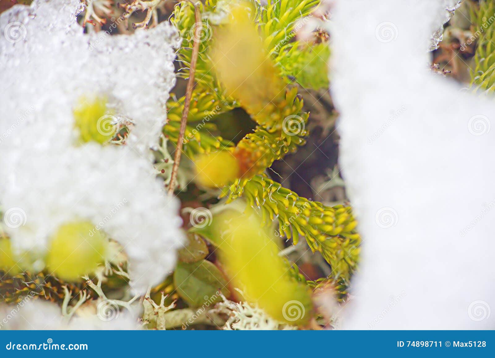 Spring. Moss Appeared from Under Snow and Shivering in Wind Stock Image ...