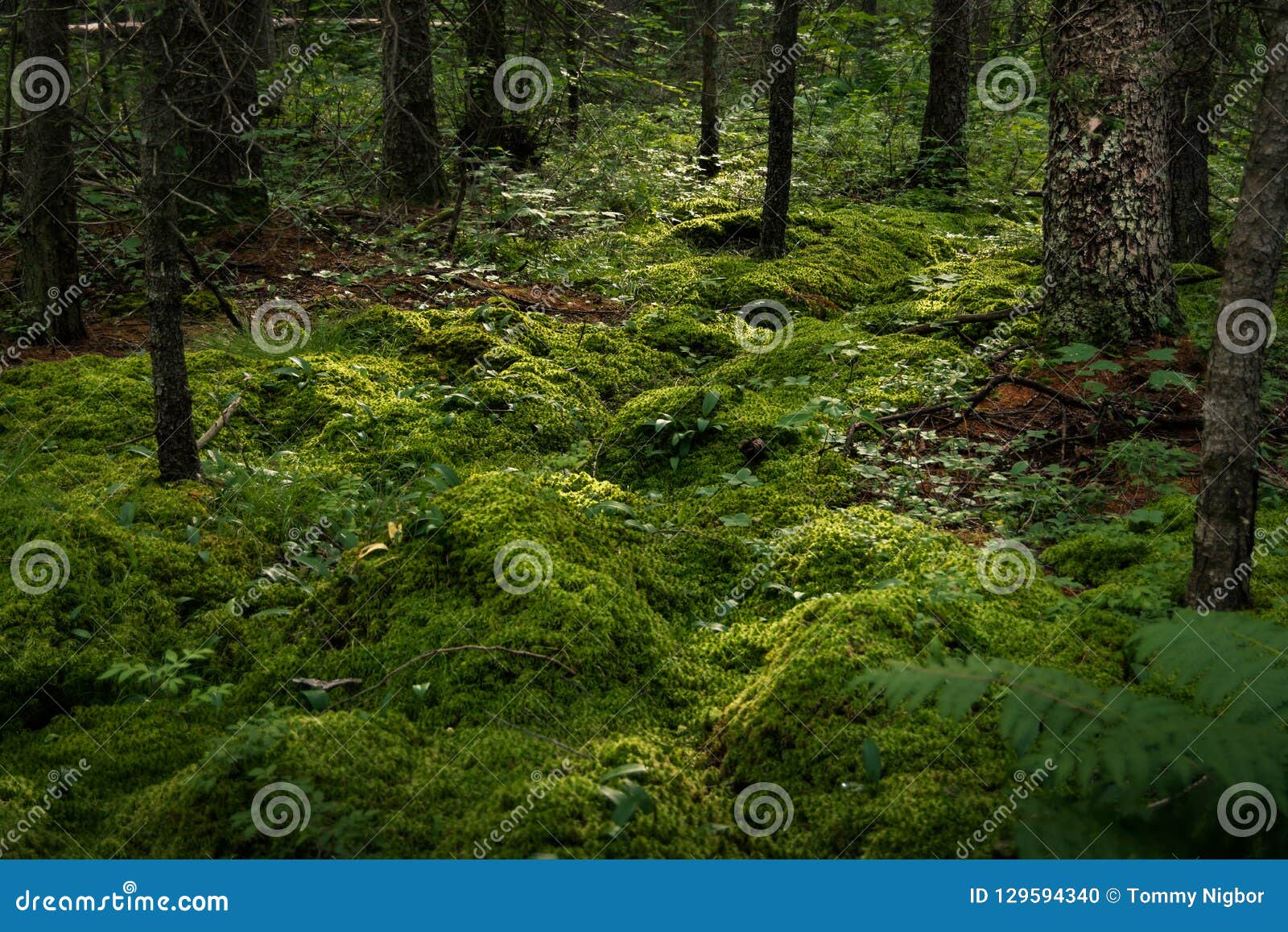 106,531 Forest Moss Spring Stock Photos - Free & Royalty-Free Stock ...