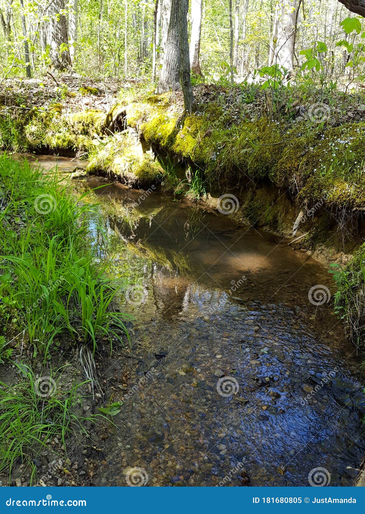 Spring with Moss and Grass stock image. Image of tree - 181680805