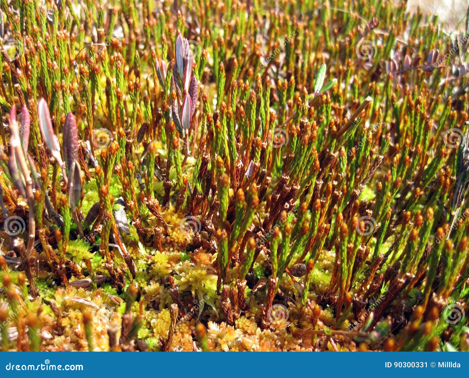 Spring moss in swamp stock image. Image of flora, spring - 90300331