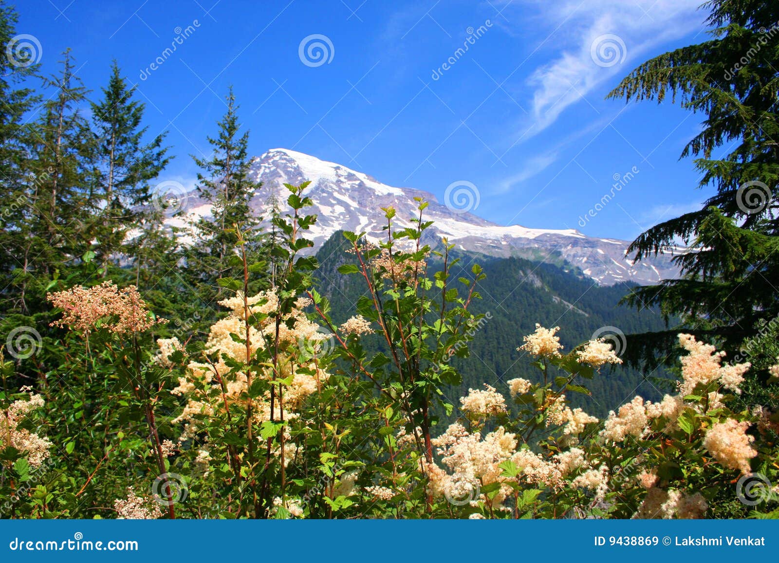 Spring in Mount Rainier stock image. Image of washington - 9438869