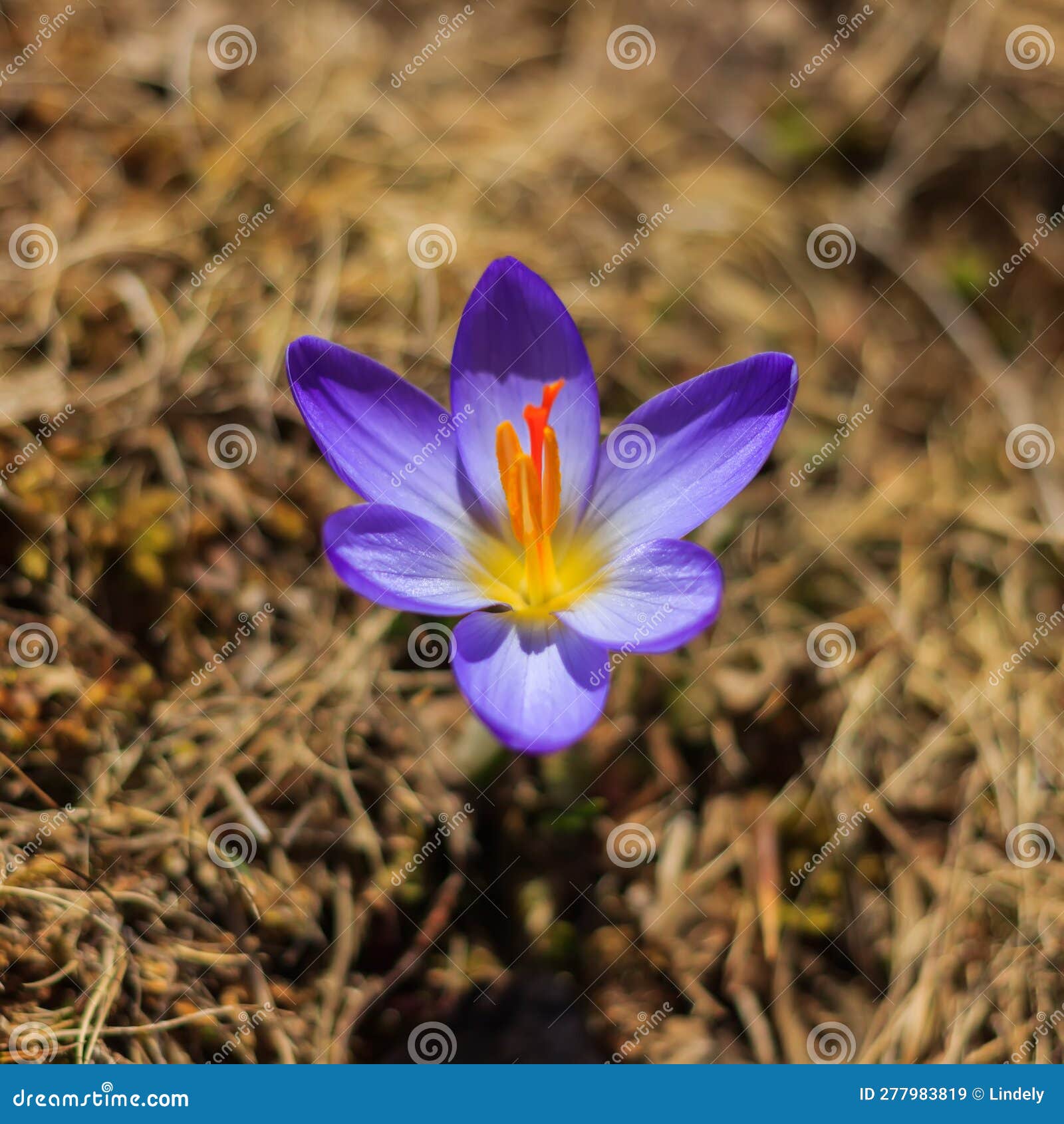 Spring Mountain Crocus in the Mountains Stock Image - Image of mountain ...