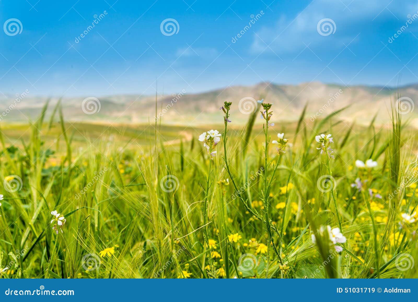 Spring in the Mountain Desert Stock Image - Image of tourism, yehuda ...