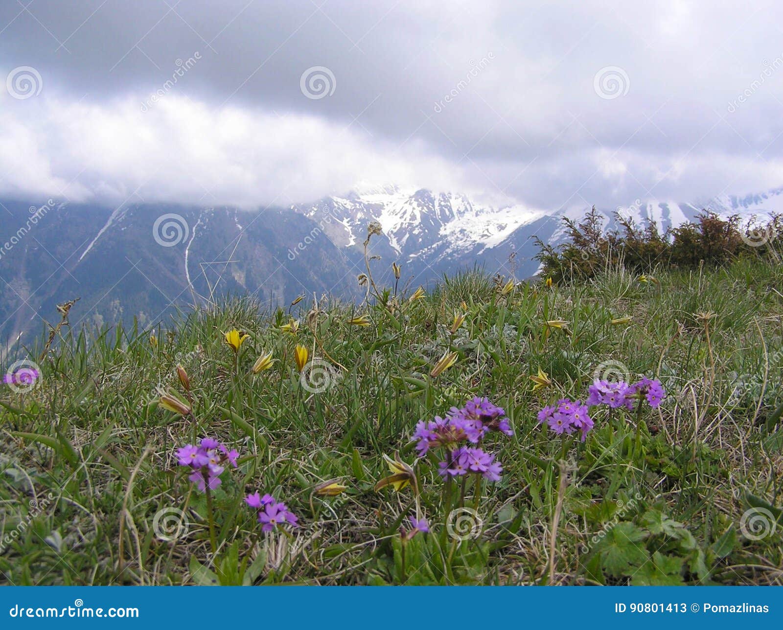 Spring Mountain Flowers on a Background of Snowy Mountains Stock Image ...