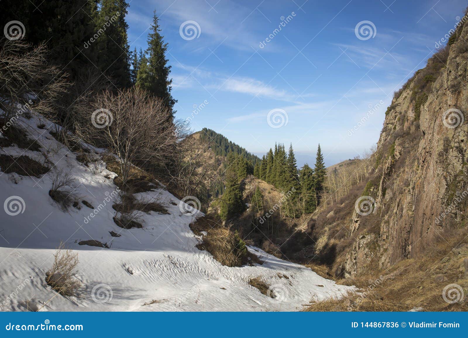 Spring in the Mountain Forest. Stock Photo - Image of soft, background ...
