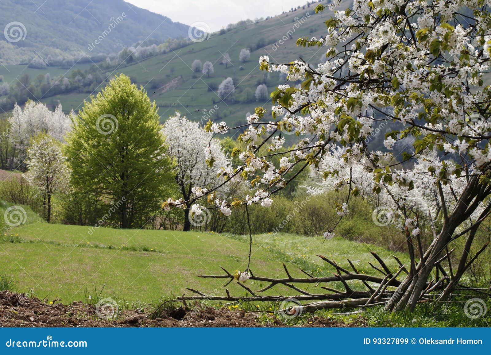 Spring Mountain Landscape, Flowering Tree, Stock Image - Image of hill ...