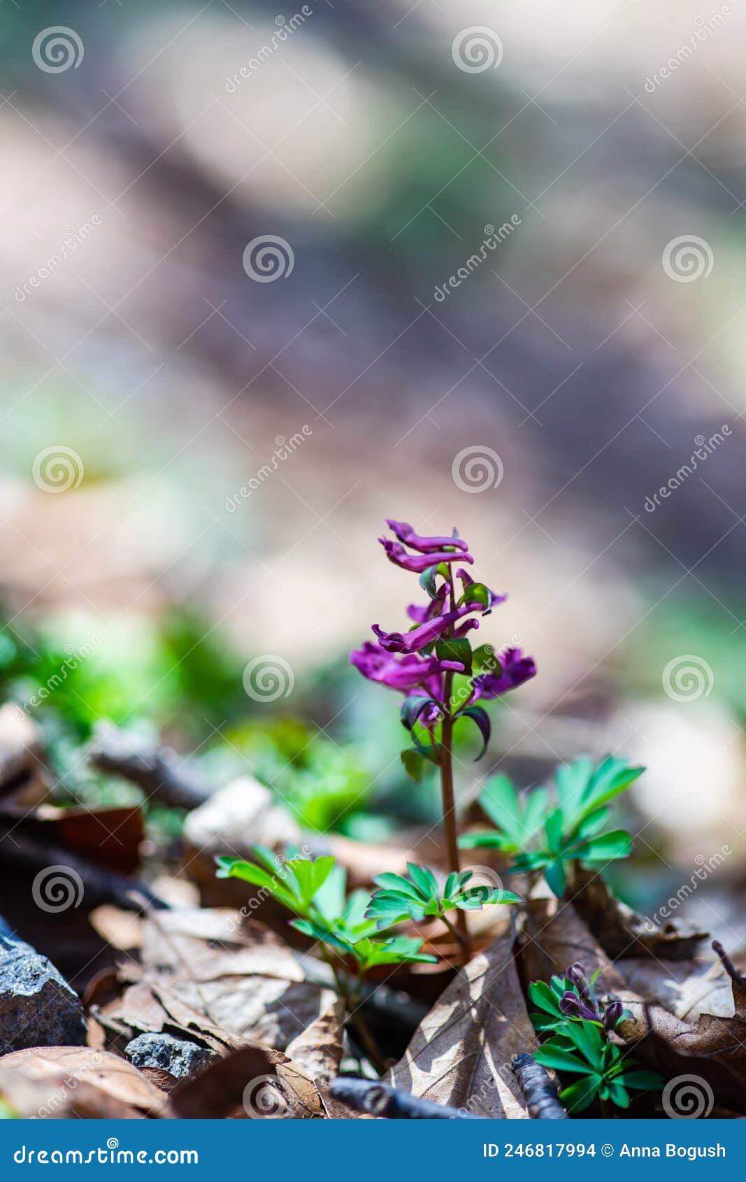 Spring in the Mountain Meadow Stock Photo - Image of alpine, forest ...