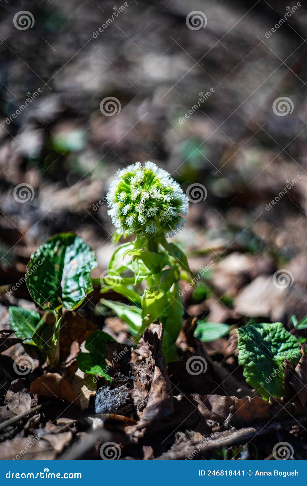 Spring in the Mountain Meadow Stock Image - Image of spring, white ...