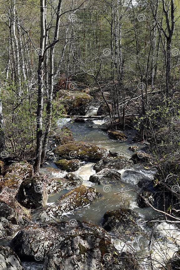 A Spring Mountain Stream Flows Over Rocks Covered with Moss Stock Photo ...