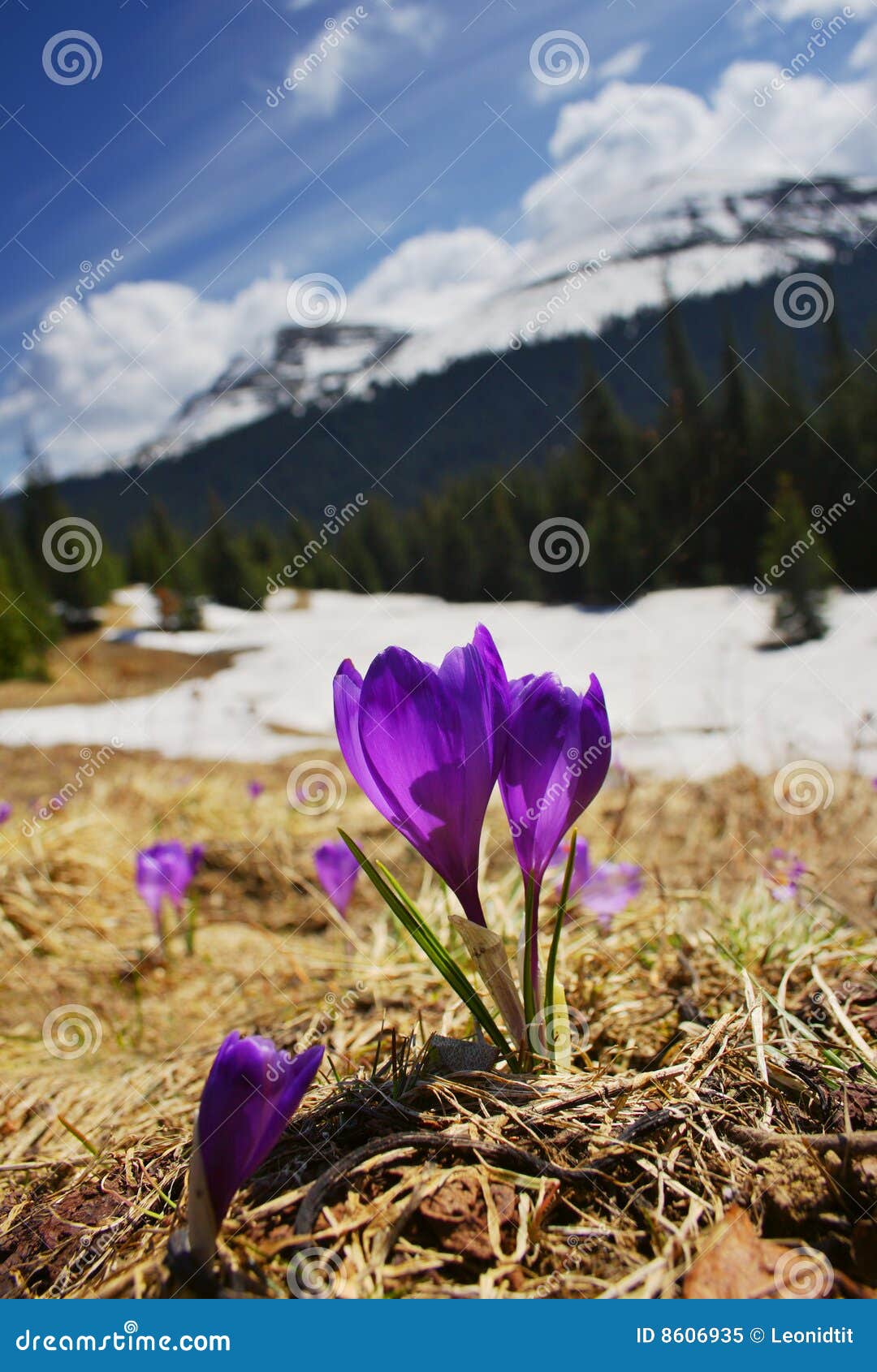 Spring in mountains stock image. Image of forest, botany - 8606935