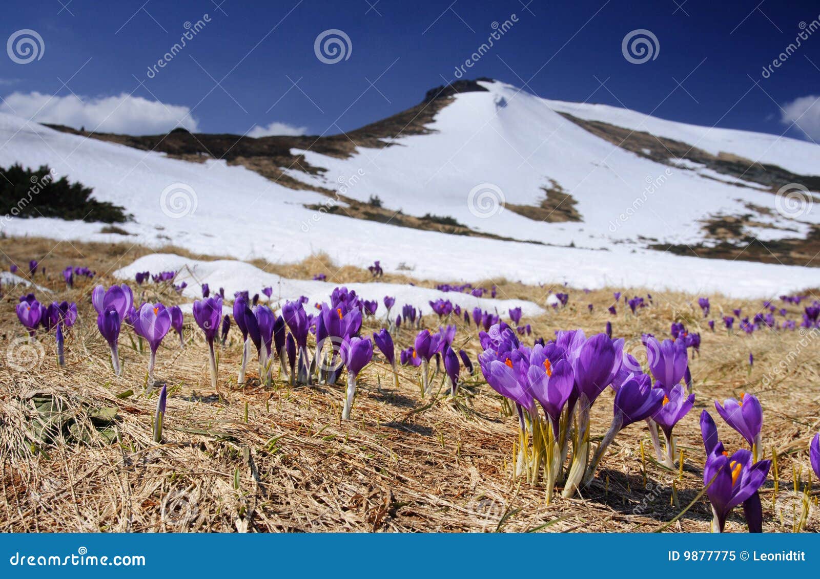 Spring in mountains stock image. Image of beautiful, flora - 9877775