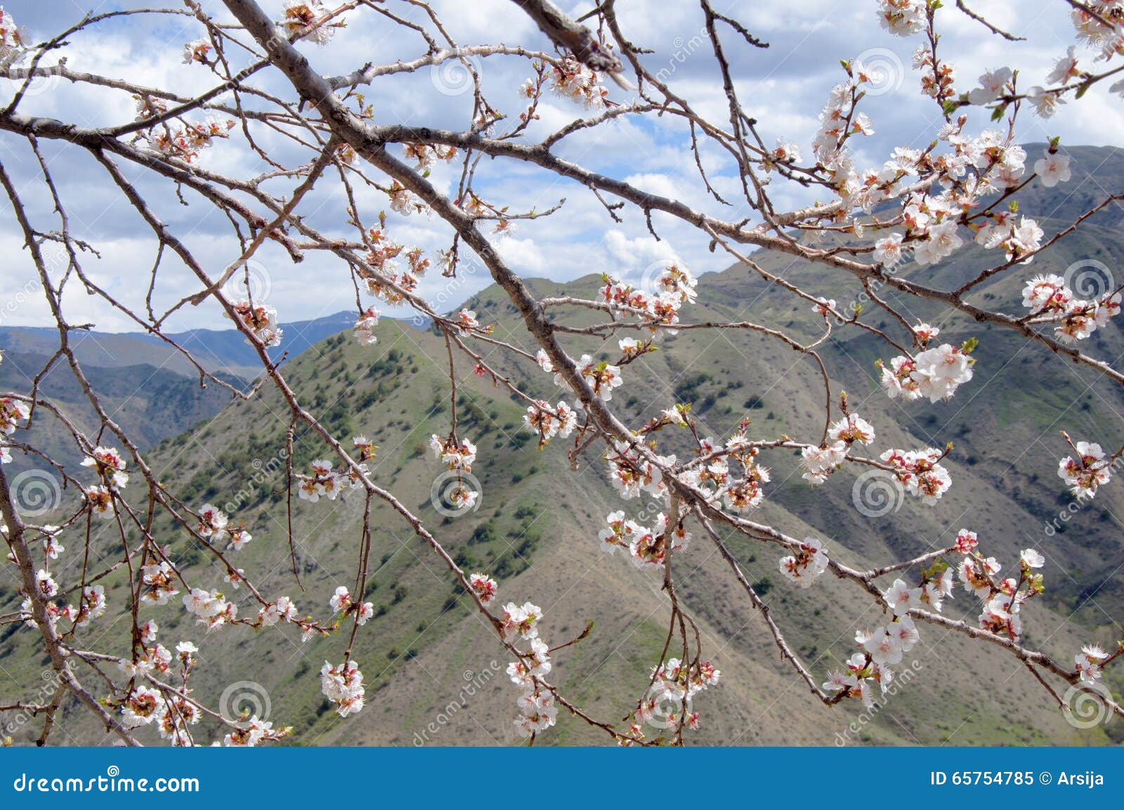 Spring in the Mountains stock image. Image of growth - 65754785