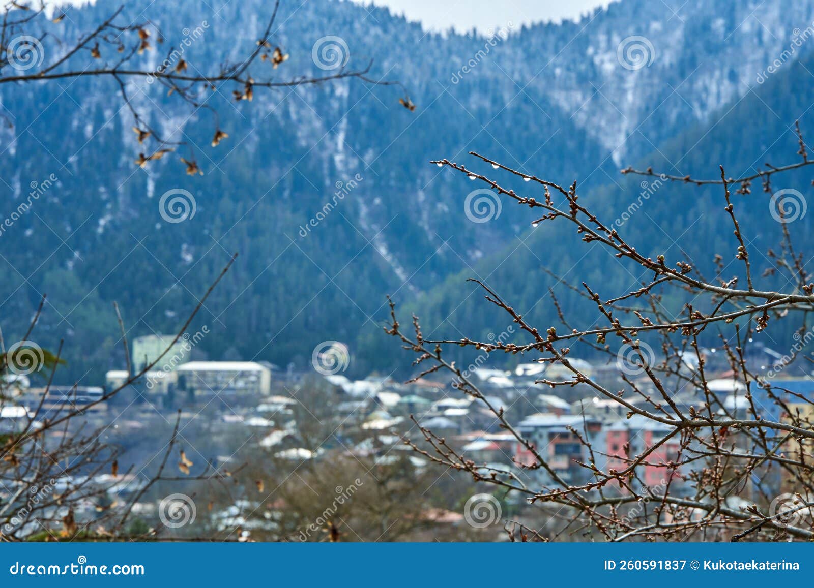 Spring in the Mountains. Branch of a Tree with a Drop of Water Stock ...