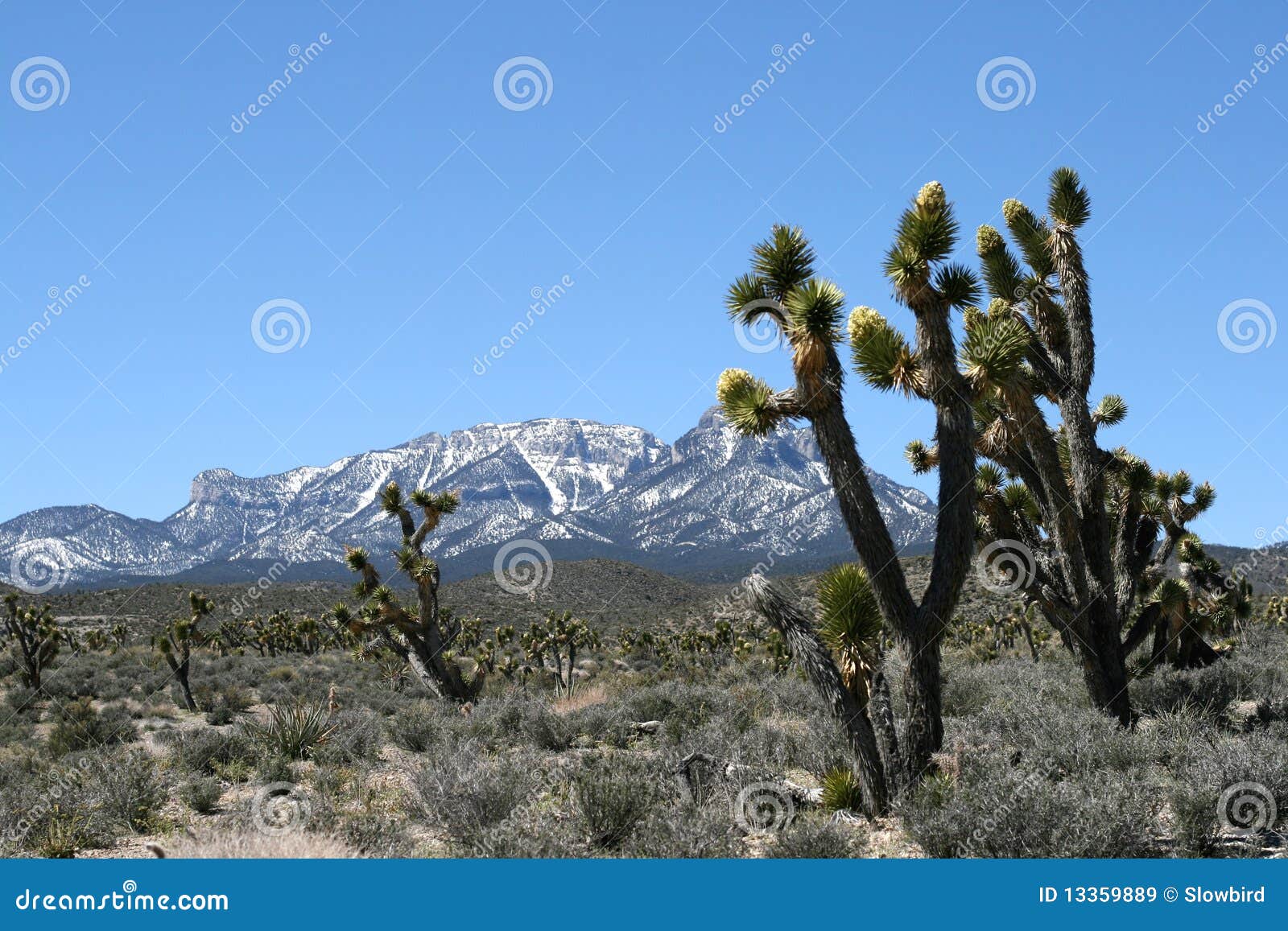 Spring Mountains in Nevada stock image. Image of national - 13359889