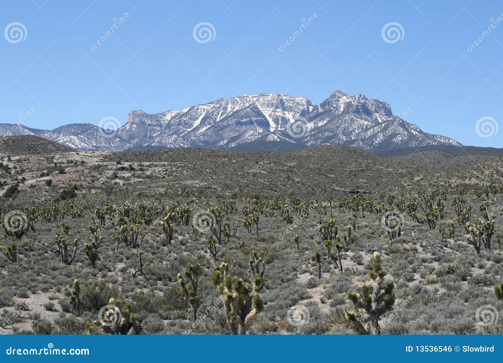 Spring Mountains Nevada stock photo. Image of spring - 13536546