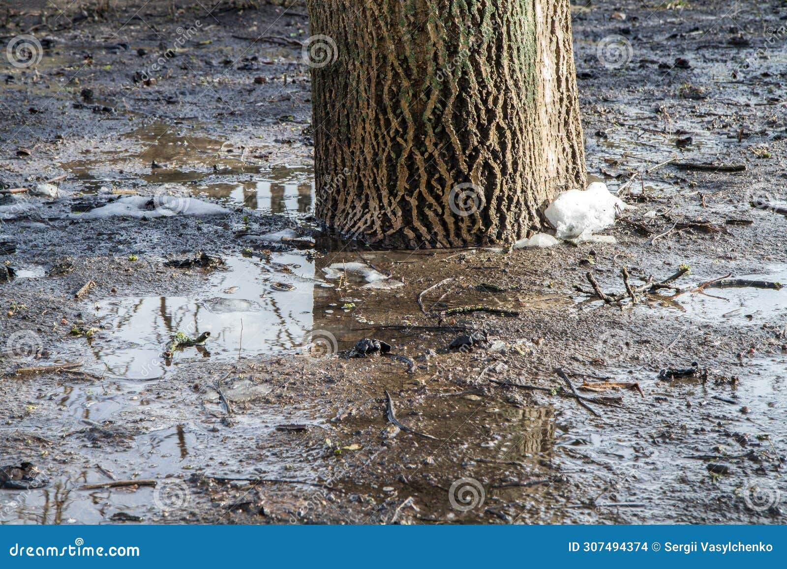 Spring Mud and Puddles at the Foot of the Tree. Stock Photo - Image of ...