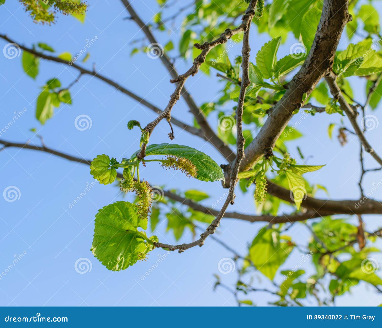 Spring mulberry tree stock photo. Image of spring, plant - 89340022