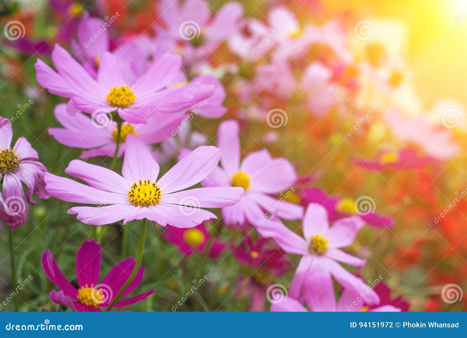 Spring Multi-colored Flowers Nature. Stock Photo - Image of color ...