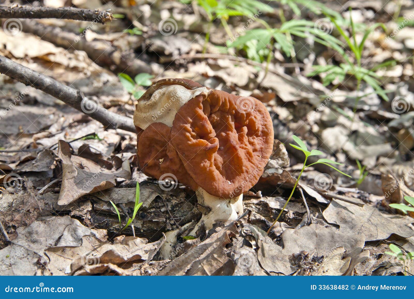 Spring mushroom stock photo. Image of mushroom, leaves - 33638482