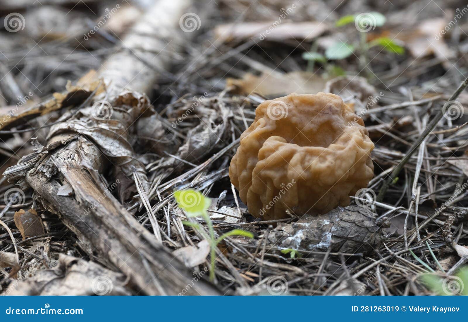 Spring Mushroom Growing in the Forest on a Mossy Tree Stock Image ...