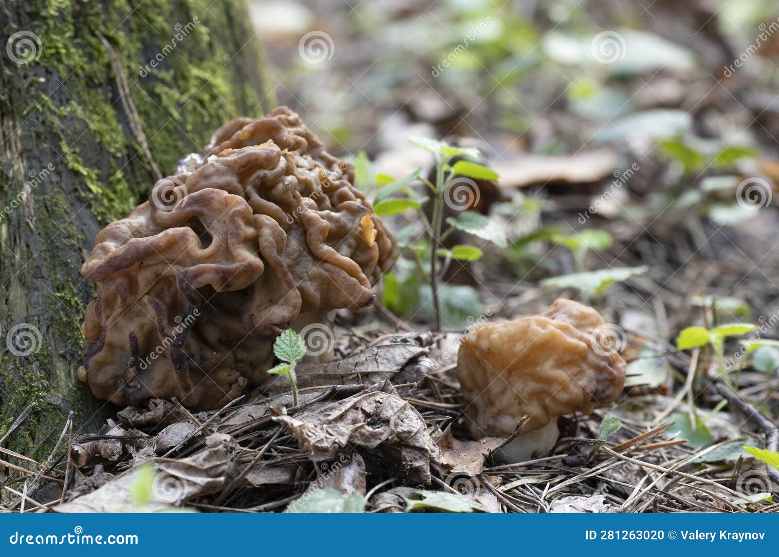 Spring Mushroom Growing in the Forest on a Mossy Tree Stock Photo ...