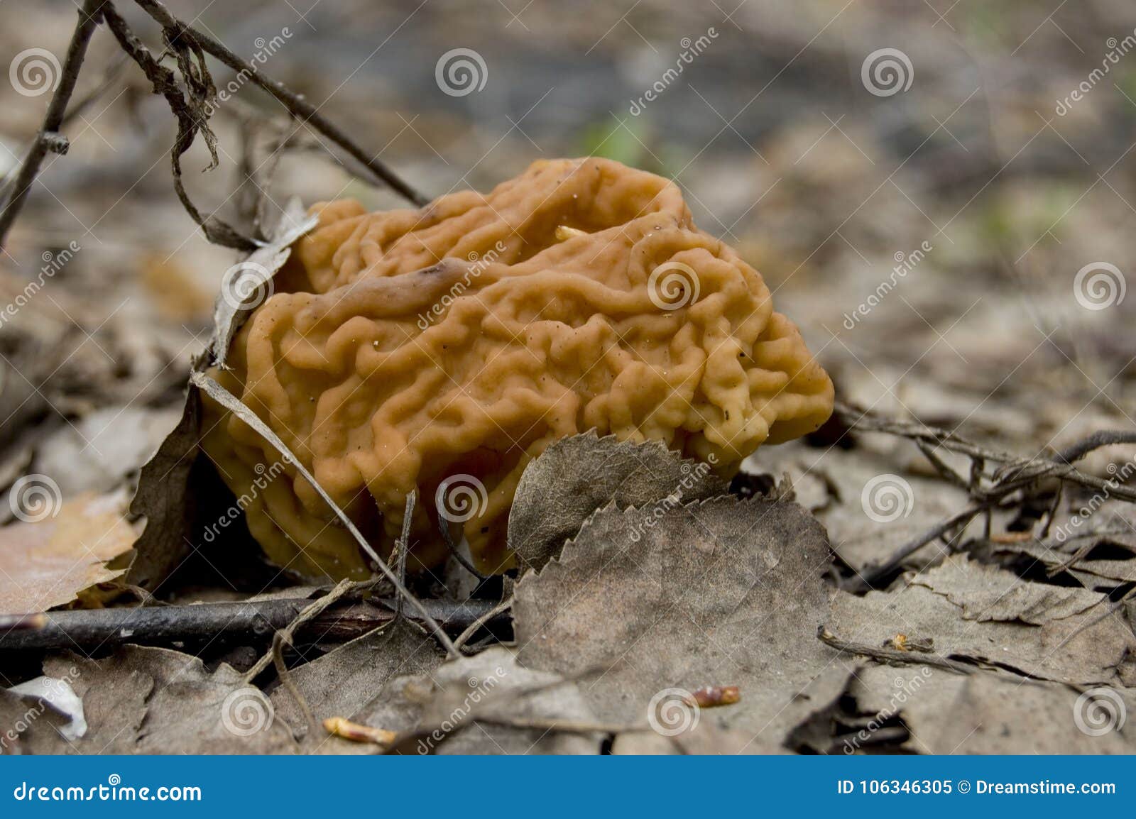 Spring Mushroom in the Sunshine on a Walk Stock Image - Image of forest ...