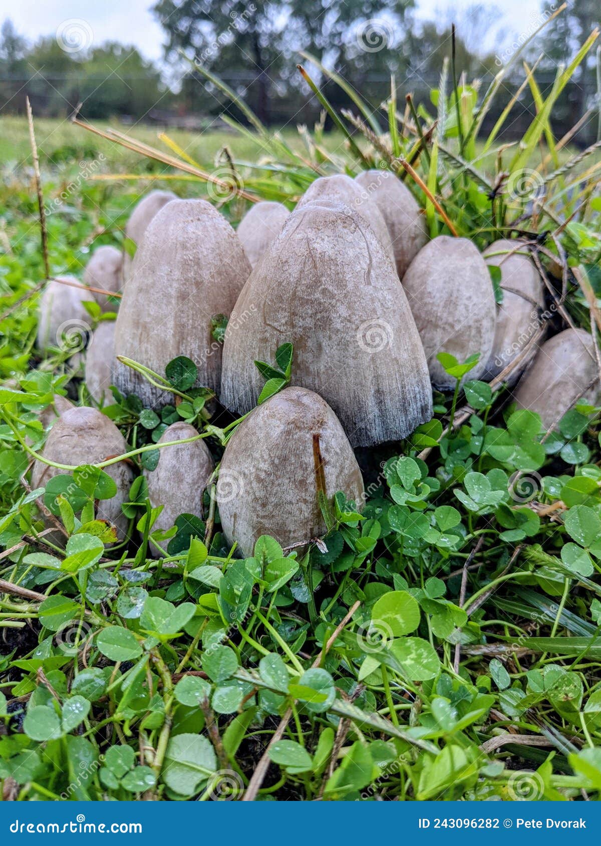 Spring mushrooms stock photo. Image of produce, mushroom - 243096282