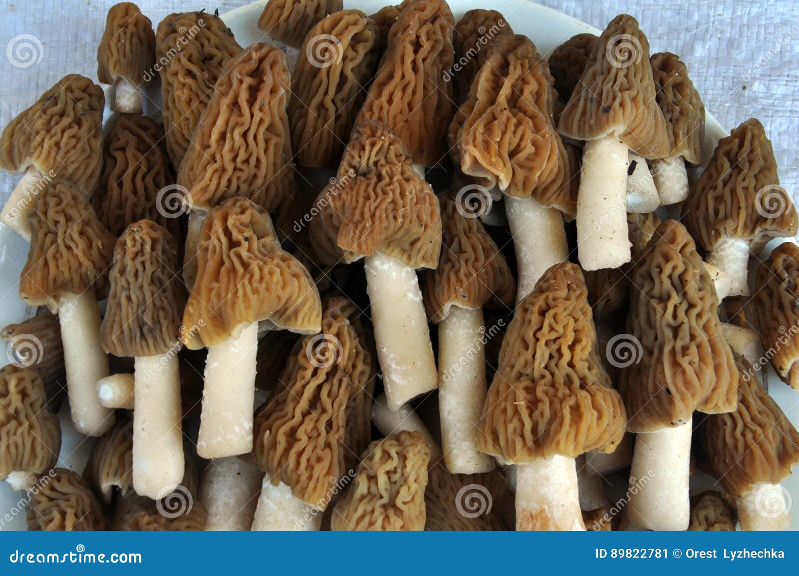 Spring mushrooms morels stock image. Image of delicious - 89822781
