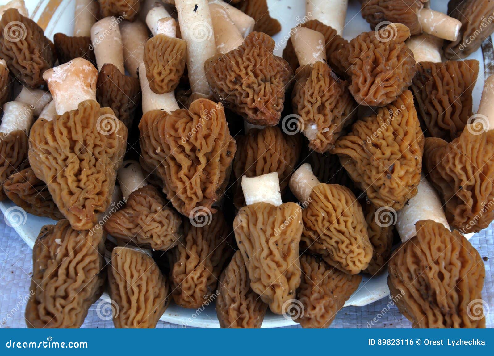 Spring mushrooms morels_3 stock photo. Image of morels - 89823116