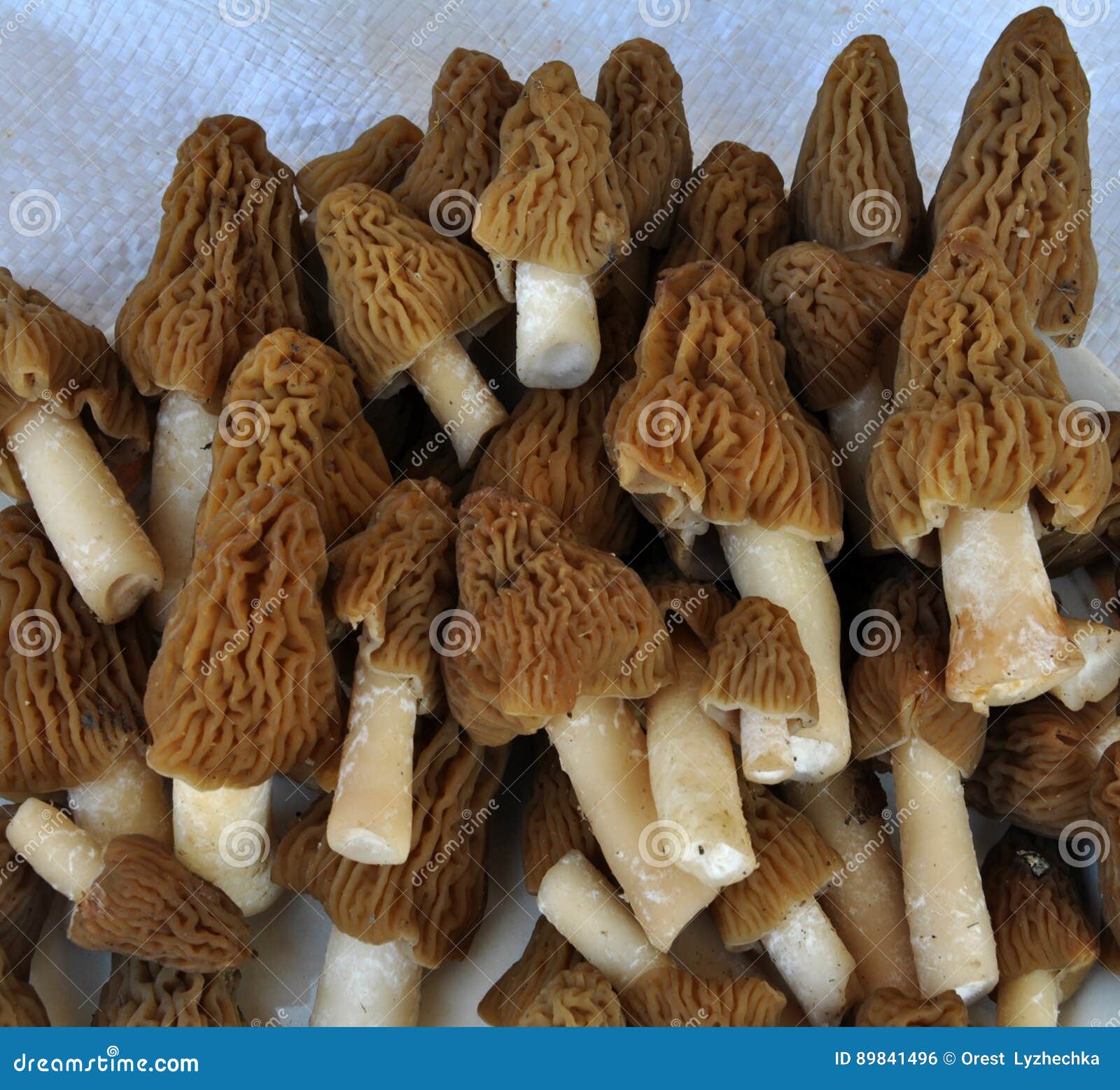 Spring mushrooms morels_5 stock photo. Image of garden - 89841496