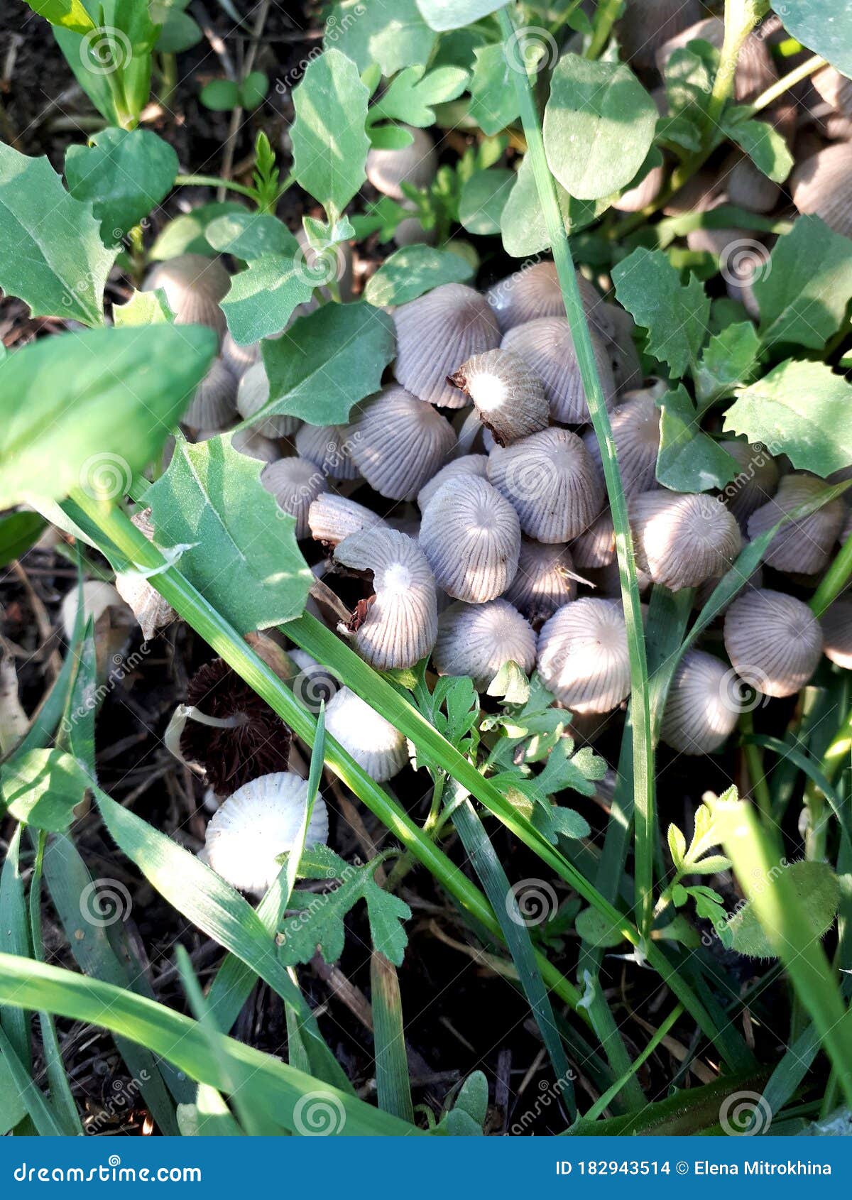 Poisonous Toadstools Grown after the Rain in the Young Green Grass ...