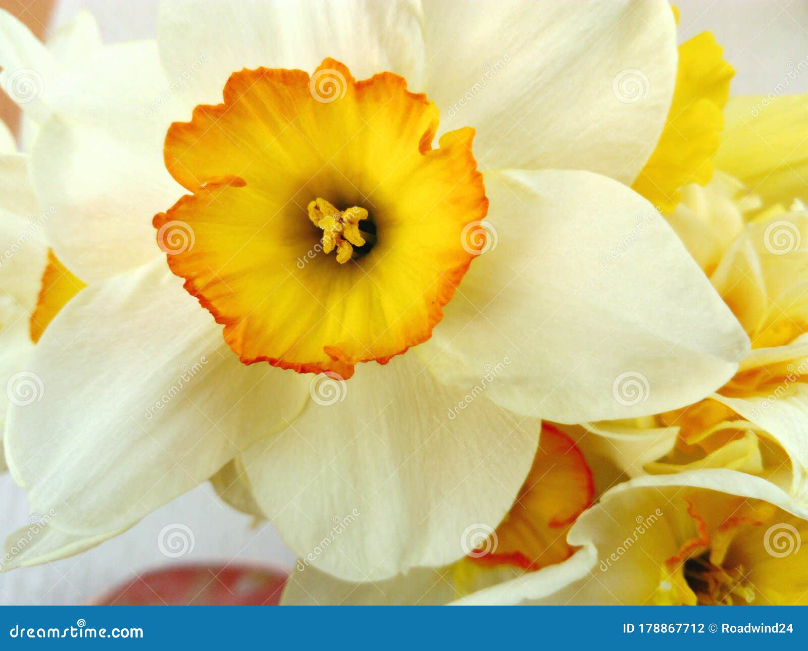 Spring Narcissus Flower from Up Close Stock Photo - Image of daffodils ...